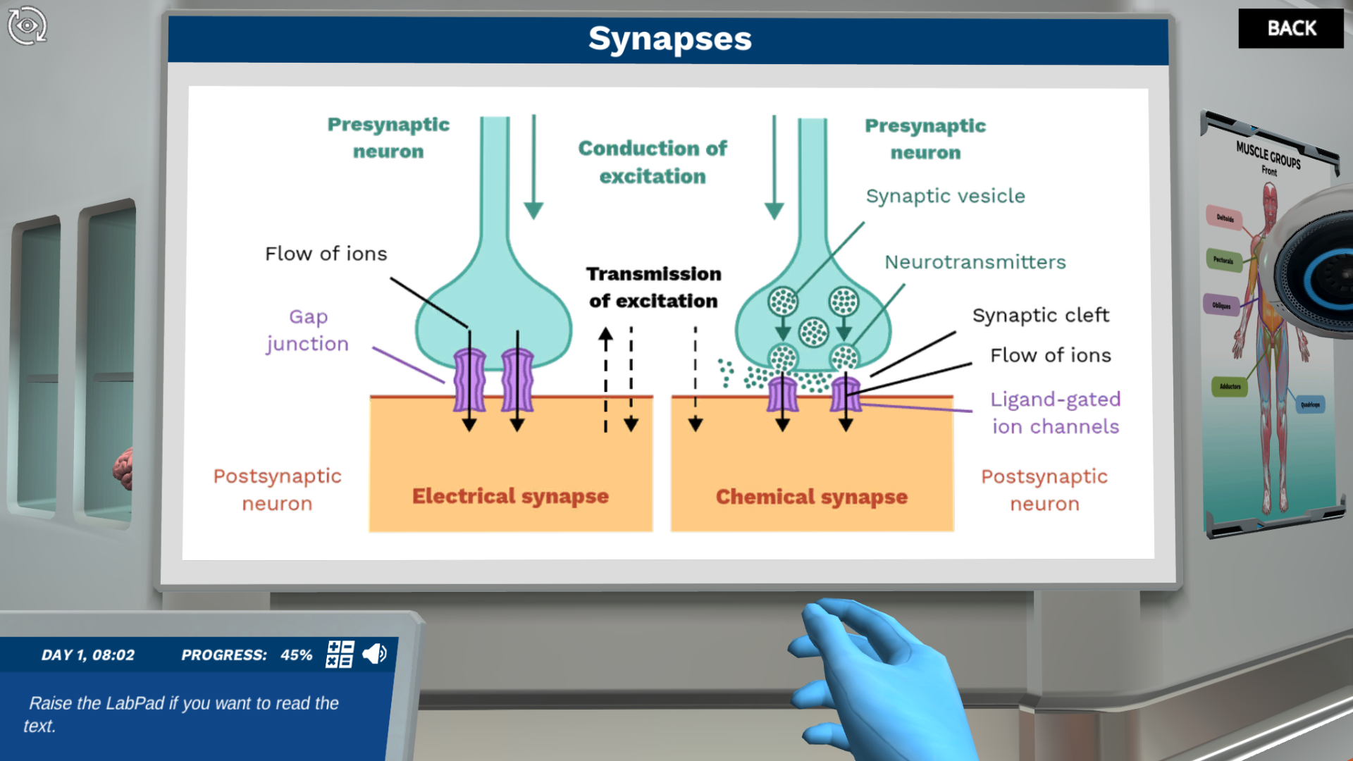 Microanatomy of a Neuron: Build your own neurons! | Labster Virtual Labs